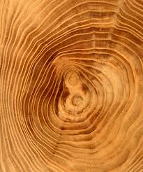 DNA being used to track timber trafficking | Biometric Update
